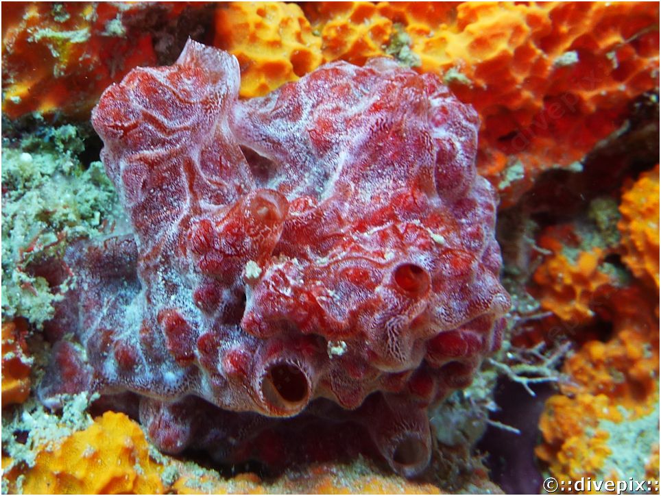 divepix - Red Encrusting Sponge